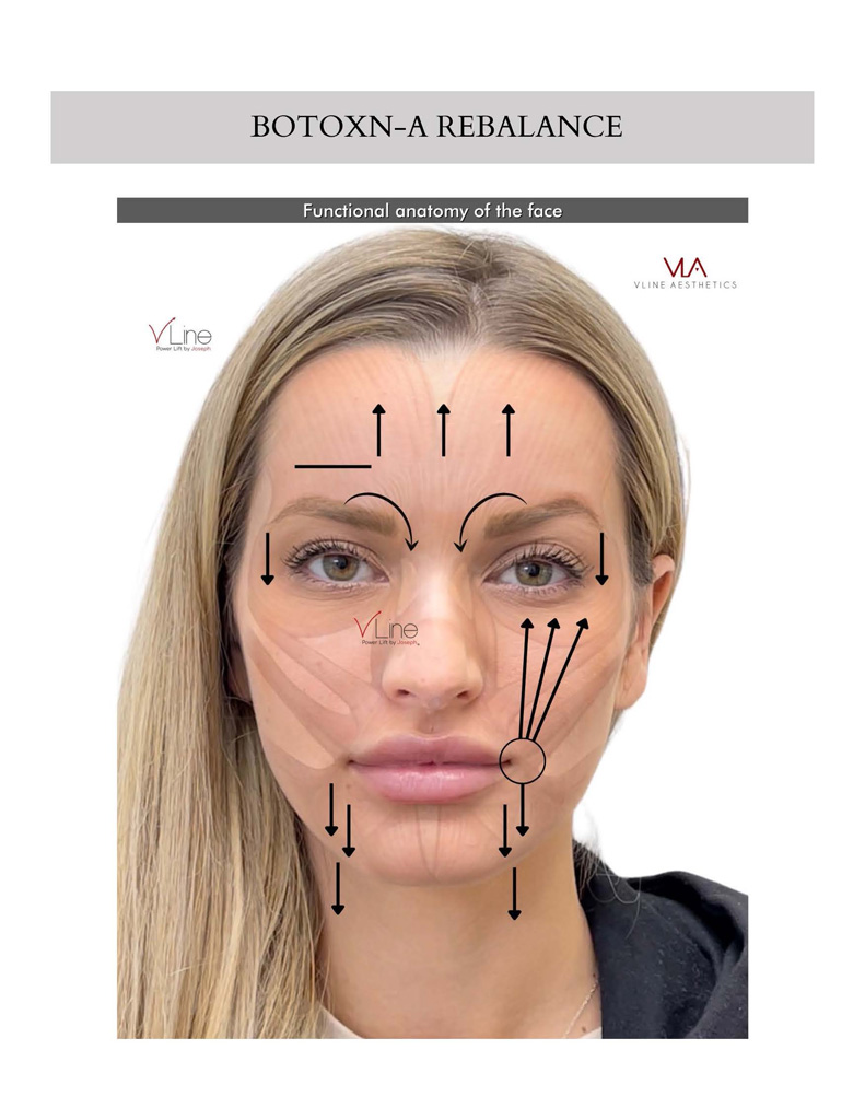 Anatomy Book 1 | V-Line Aesthetics