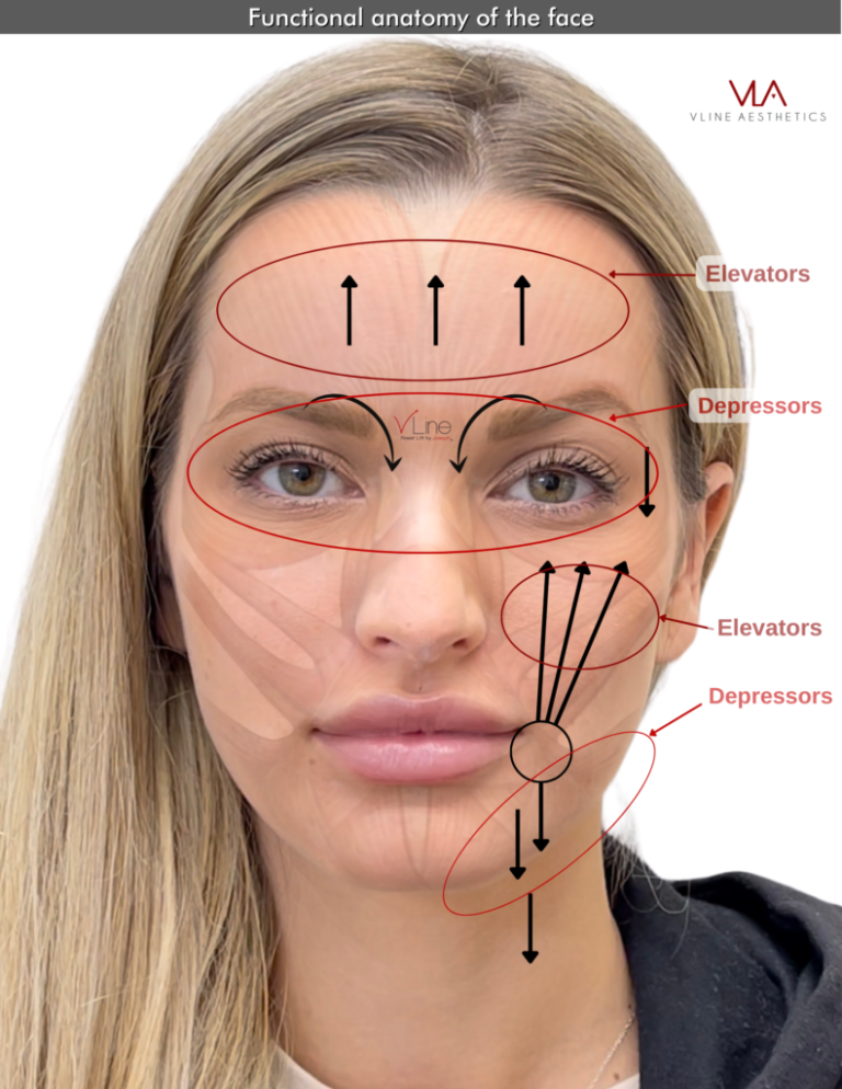 Botox Training Program - Basic | V-Line Aesthetics